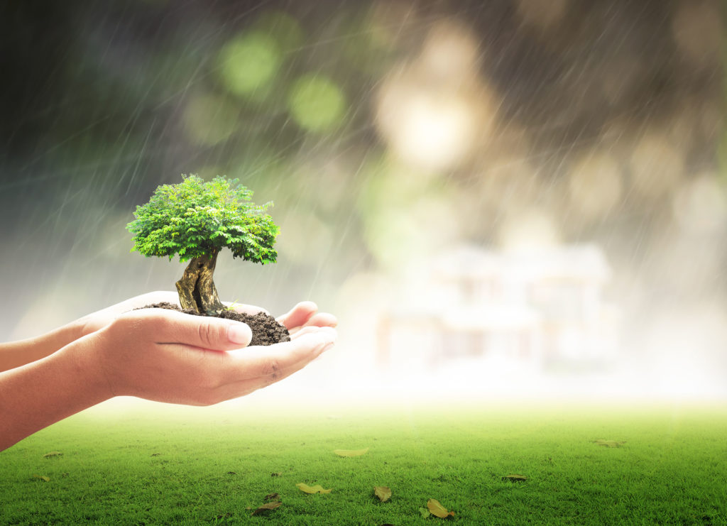 2 Benefits of Having Trees in Your Yard | Tree Service Chattanooga