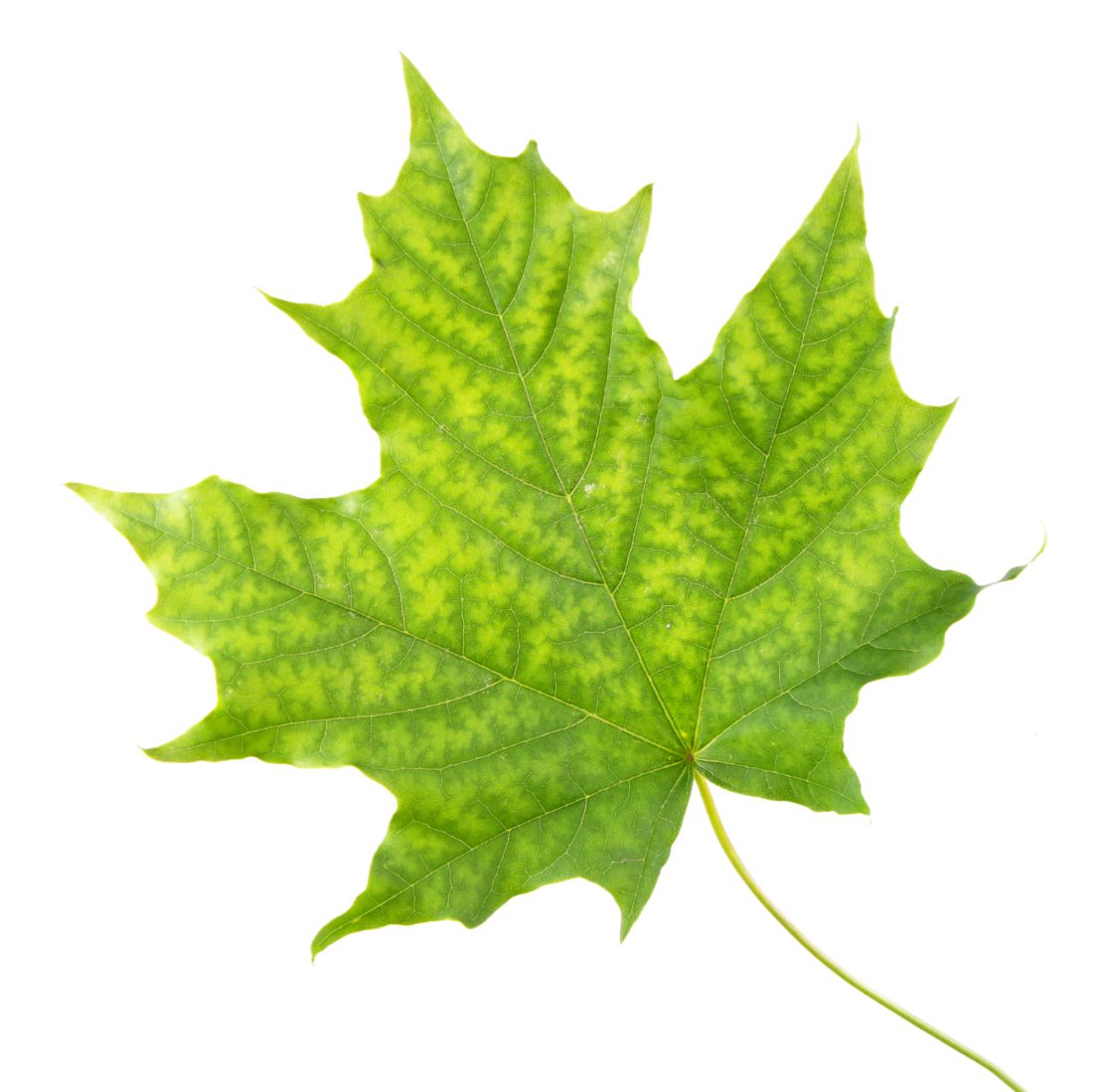 Native Tree Care Tips for Properties in Signal Mountain